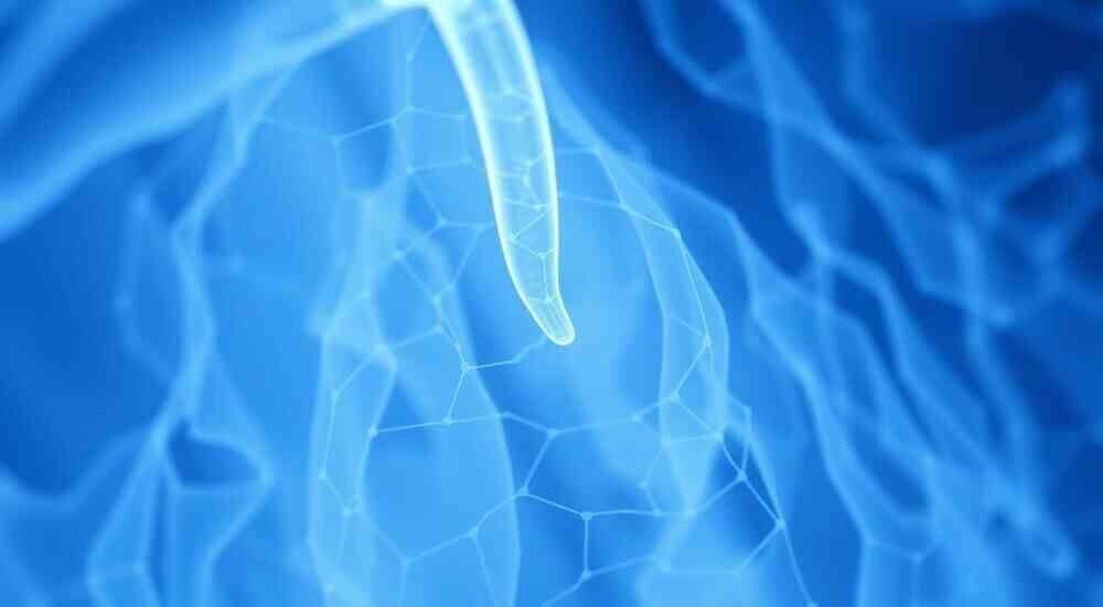 Persistent Mullerian Duct Syndrome - VALINTERMED treatment in Valencia